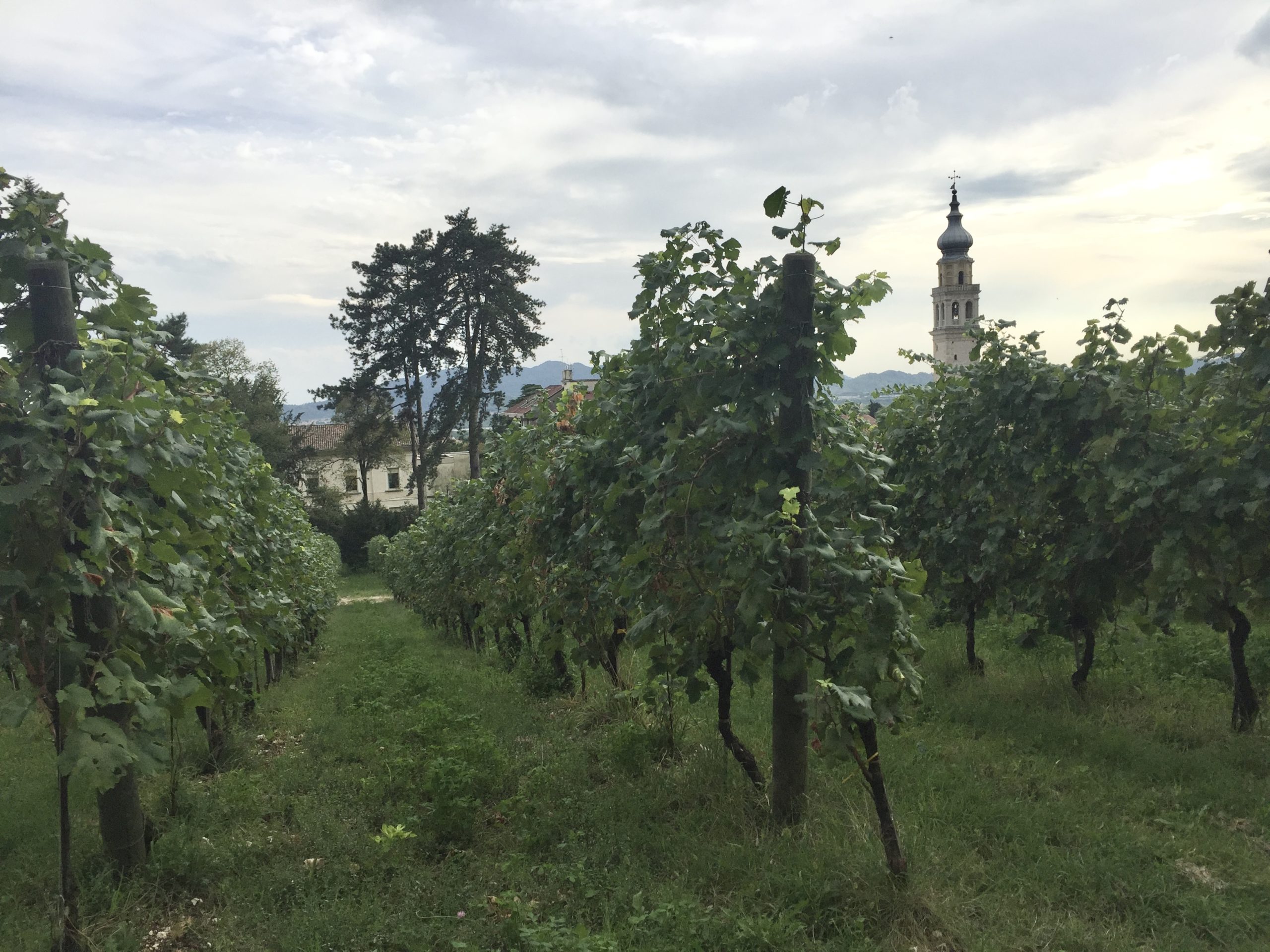 Review: Nino Franco Rustico Prosecco Superiore Brut NV and flashbacks ...